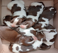 Cuccioli Springer Spaniel 